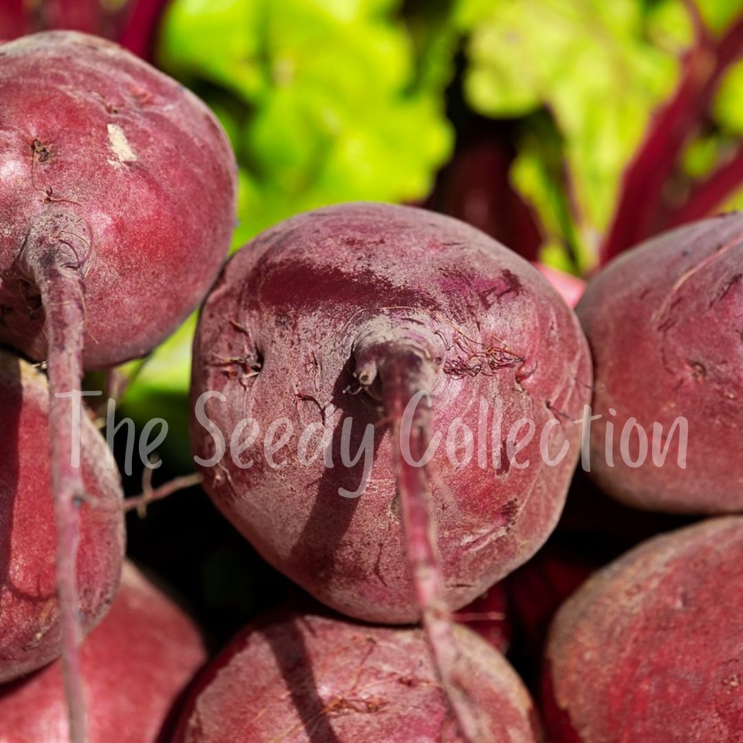 Beetroot Seeds - Red Globe - The Seedy Collection