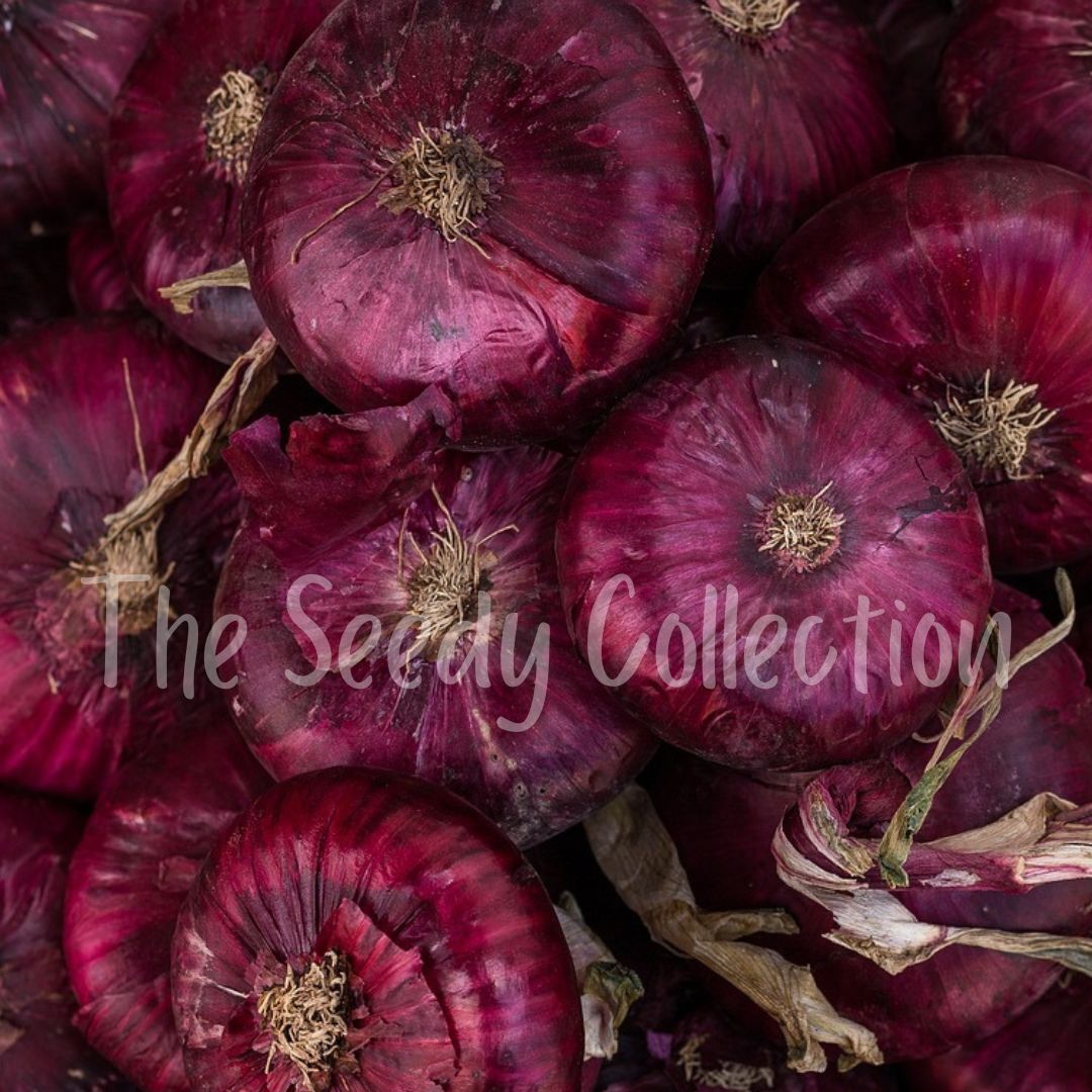 Onion Seeds - Red Brunswick (Heirloom) - The Seedy Collection